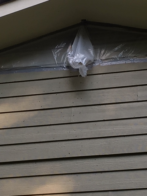 Bat Removal - Scenic City Wildlife Removal